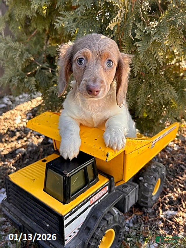 Henry for sale in Middlebury | Lancaster Puppies