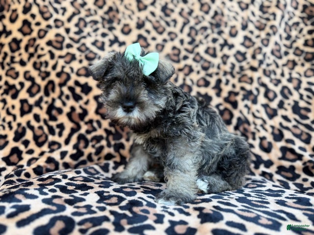 Pickles for sale in Lakeland | Lancaster Puppies