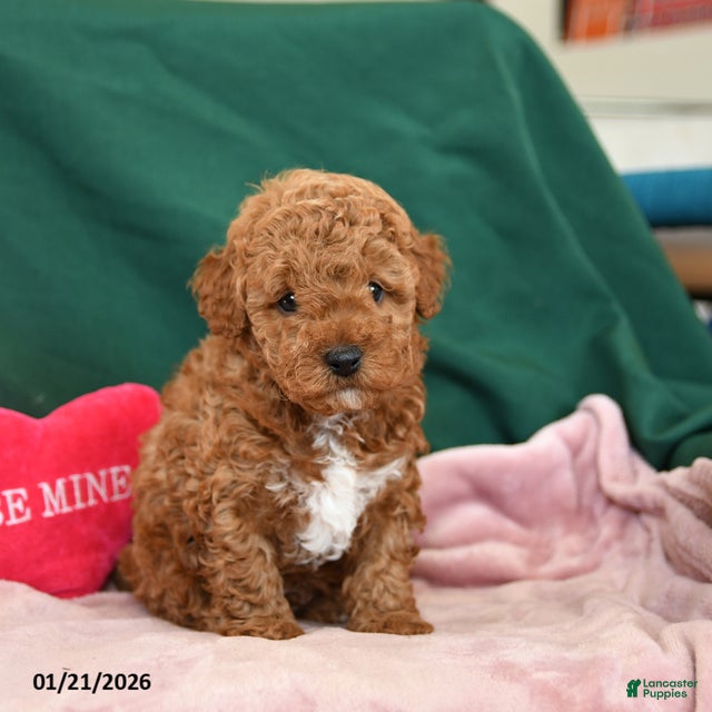 Kermit for sale in Rising Sun | Lancaster Puppies