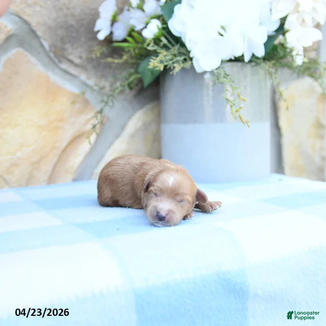 Forest Cavapoo for sale in East Earl | Lancaster Puppies