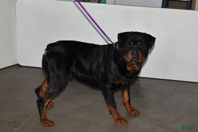 Sarge Rottweiler for sale in Sugarcreek | Lancaster Puppies