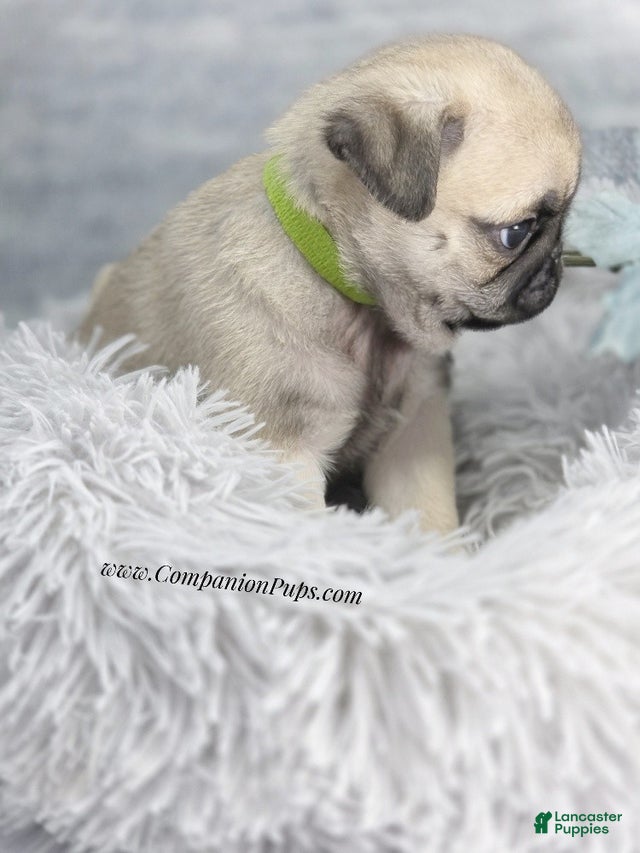Green Collar - Fawn Male Pug Puppy for sale in Whitwell | Lancaster Puppies