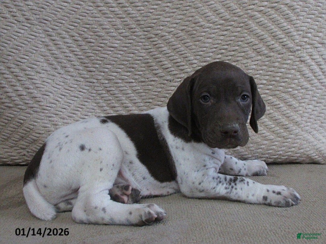 Easton for sale in Columbia Cross Roads | Lancaster Puppies