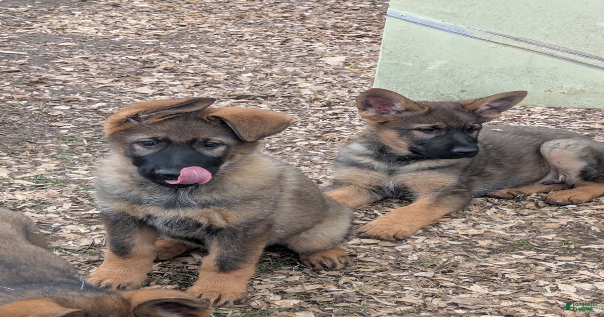 German Shepherd Puppy 4 for sale in Pendleton | Lancaster Puppies