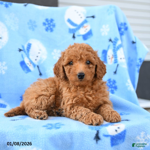 Wicker for sale in Christiana | Lancaster Puppies