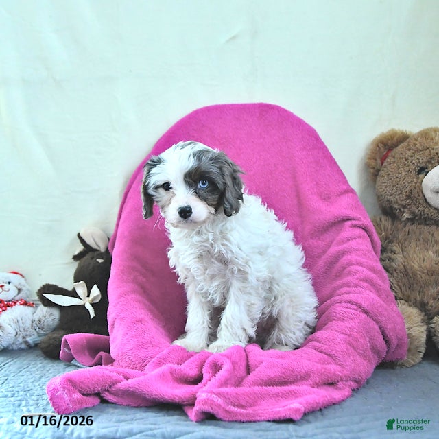 Gracie for sale in Blanchard | Lancaster Puppies