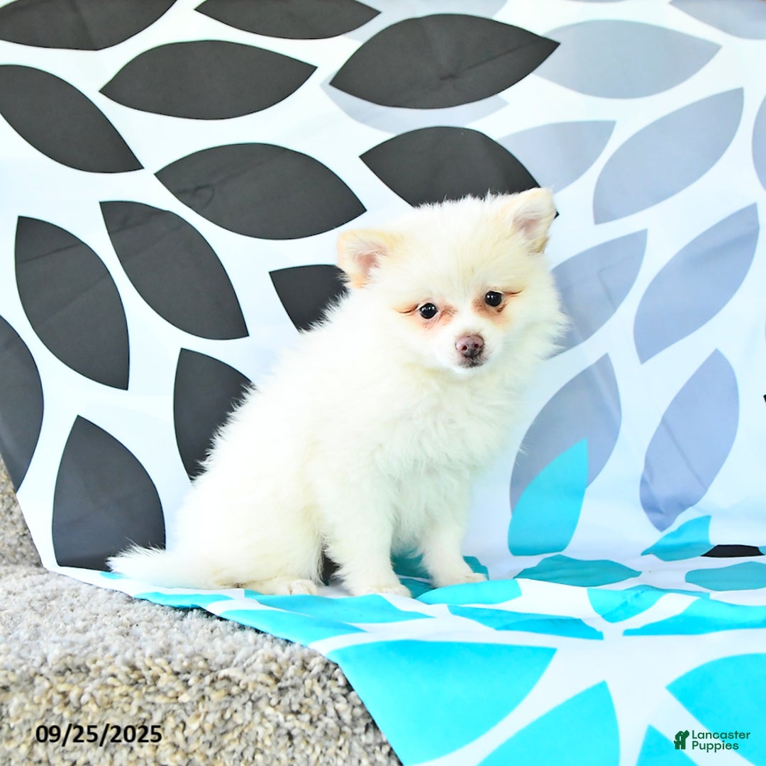 Everett for sale in Middlebury | Lancaster Puppies