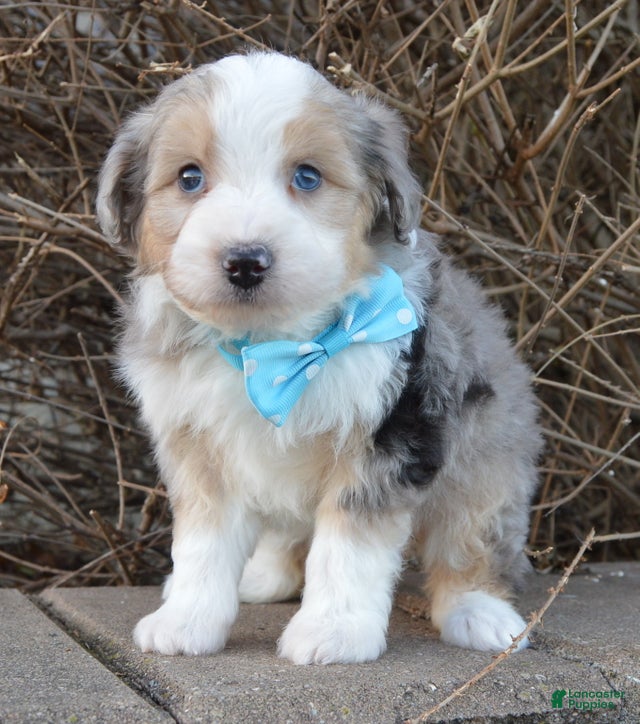 Mini Ace for sale in Celina | Lancaster Puppies