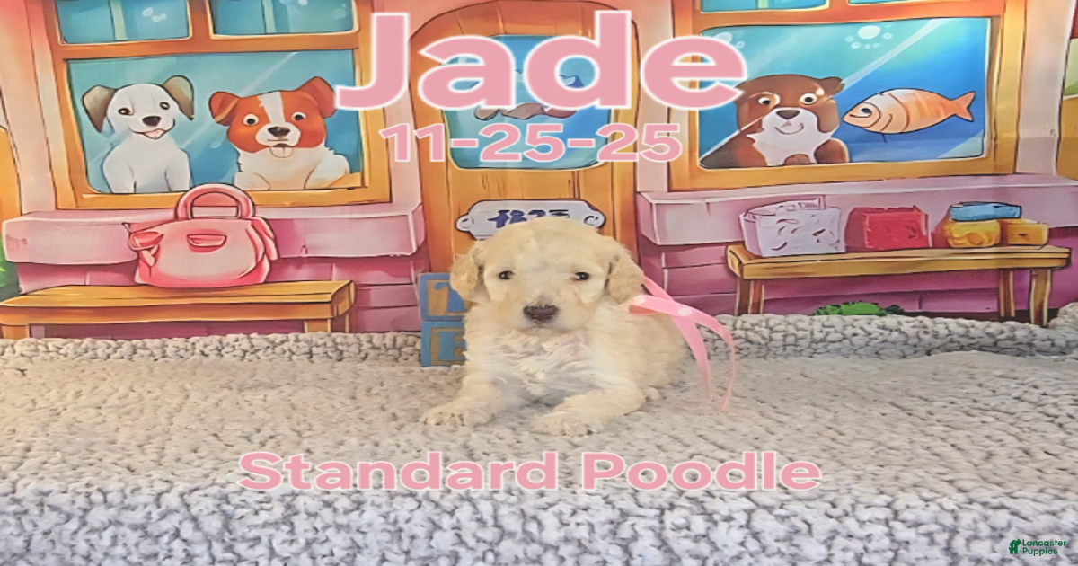 Jade for sale in Rolla | Lancaster Puppies