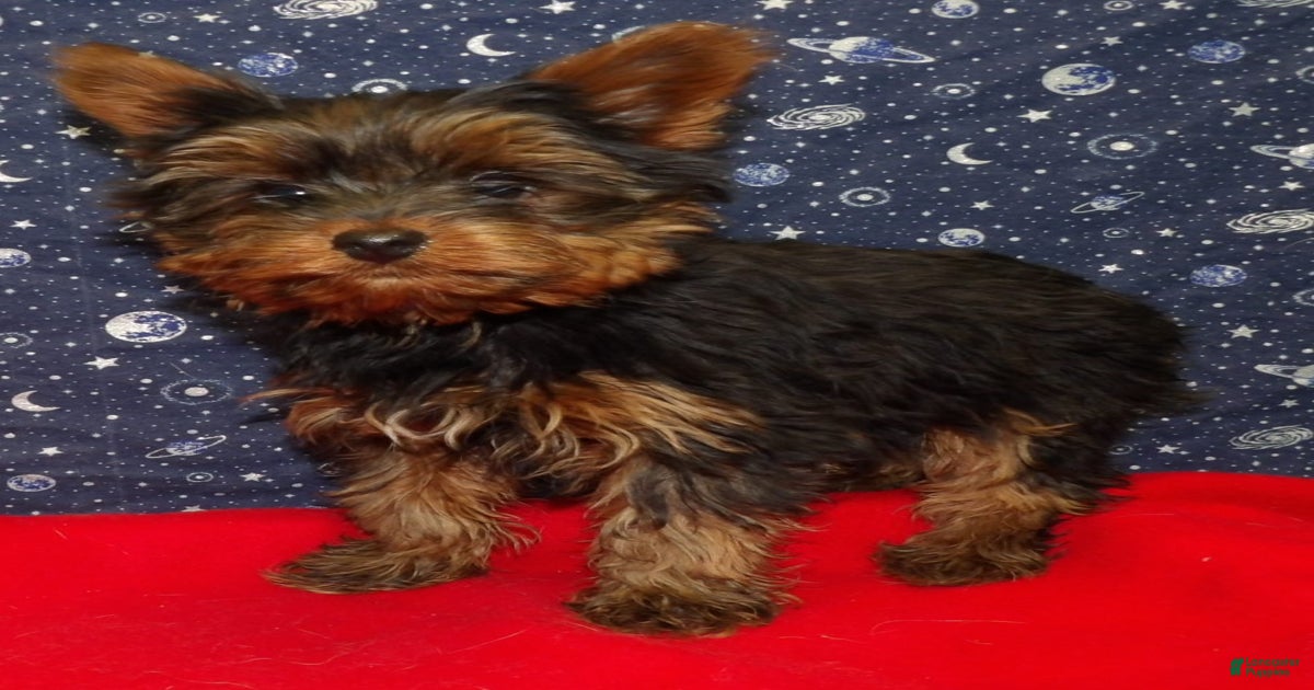 Joey for sale in Paterson | Lancaster Puppies