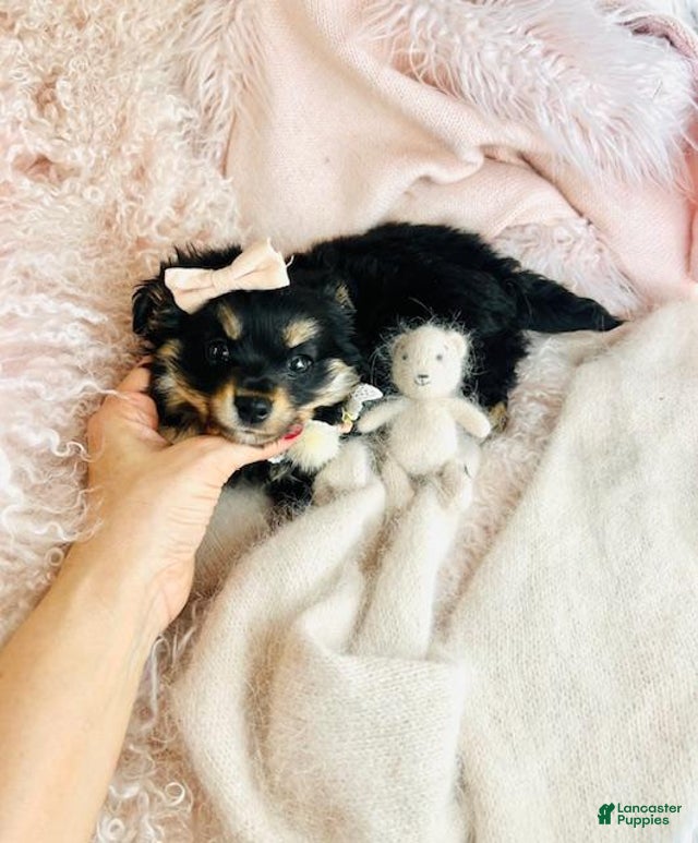 Pomchi Puppy 2 for sale in Delray Beach | Lancaster Puppies