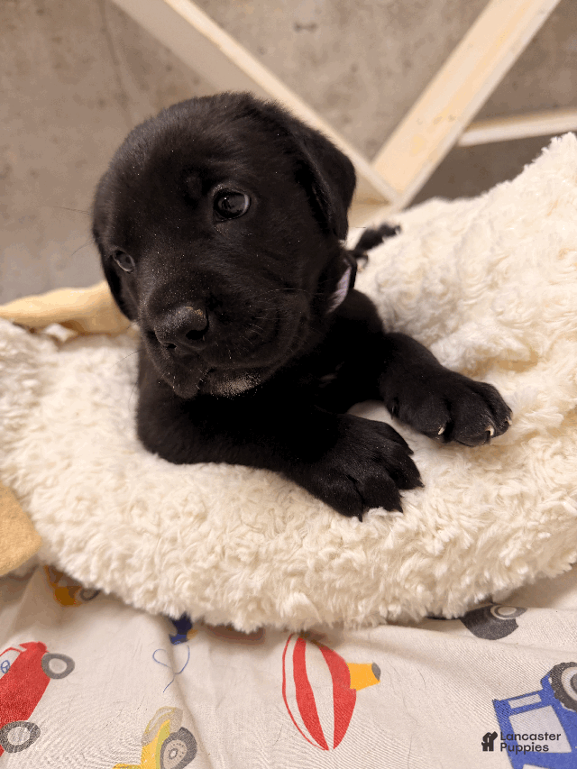 Cane Corso Puppy 2 for sale in Fairburn | Lancaster Puppies