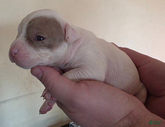 Lilac Merle for sale in Milton | Lancaster Puppies