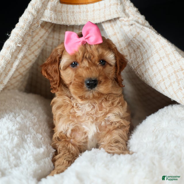 PRINCESS for sale in Baltic | Lancaster Puppies