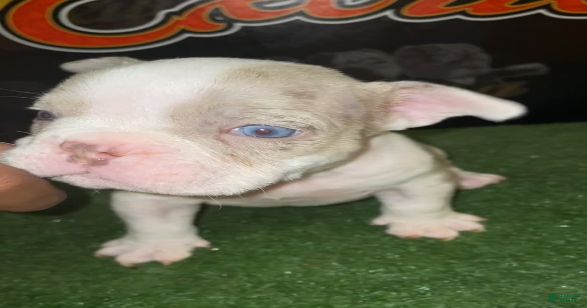 Merle Male #2 for sale in Rochester | Lancaster Puppies