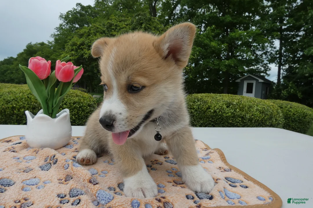 Puppy 6 Buddy Welsh Corgi Pembroke for sale in Cleveland | Lancaster ...