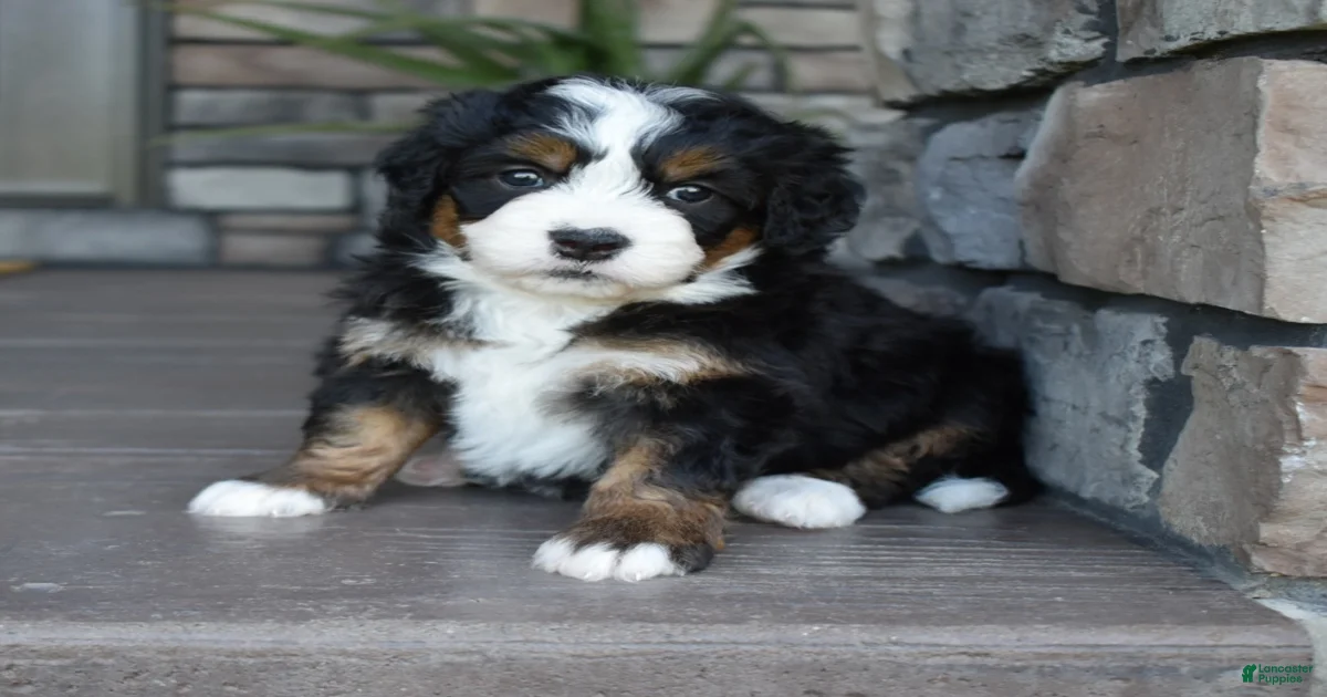 Mixed breed Mini Bernedoodle Puppies for sale | Lancaster Puppies
