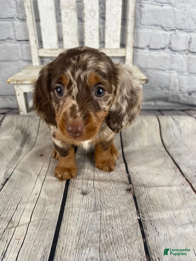 Toby Miniature Dachshund for sale in Millersburg | Lancaster Puppies