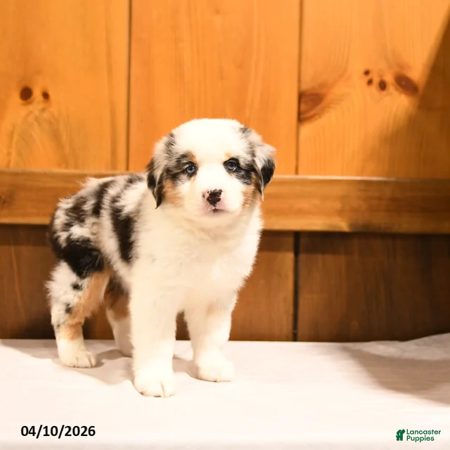 Koala Miniature Australian Shepherd for sale in East Earl | Lancaster ...