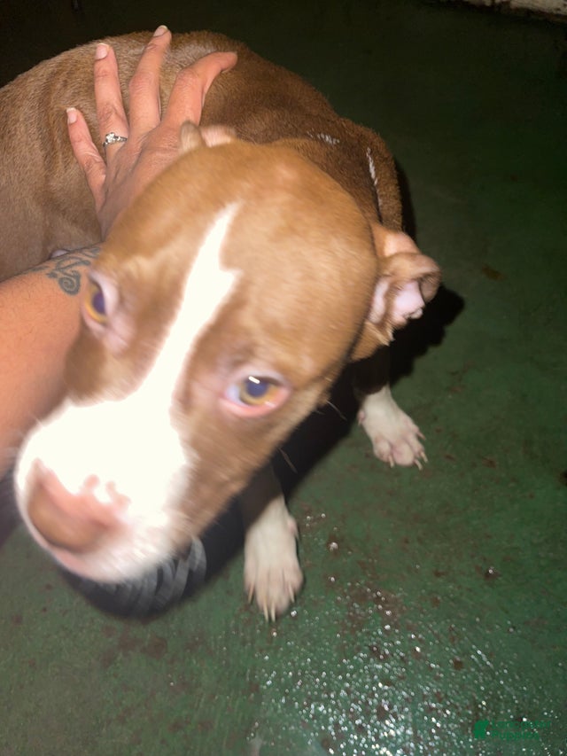 Staffordshire Bull Terrier Lilo for sale in Columbus | Lancaster Puppies