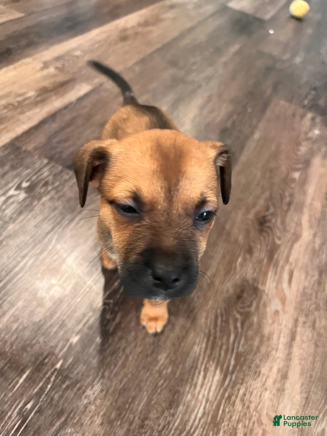 Mixed Breed Puppy 4 for sale in Bluffton | Lancaster Puppies