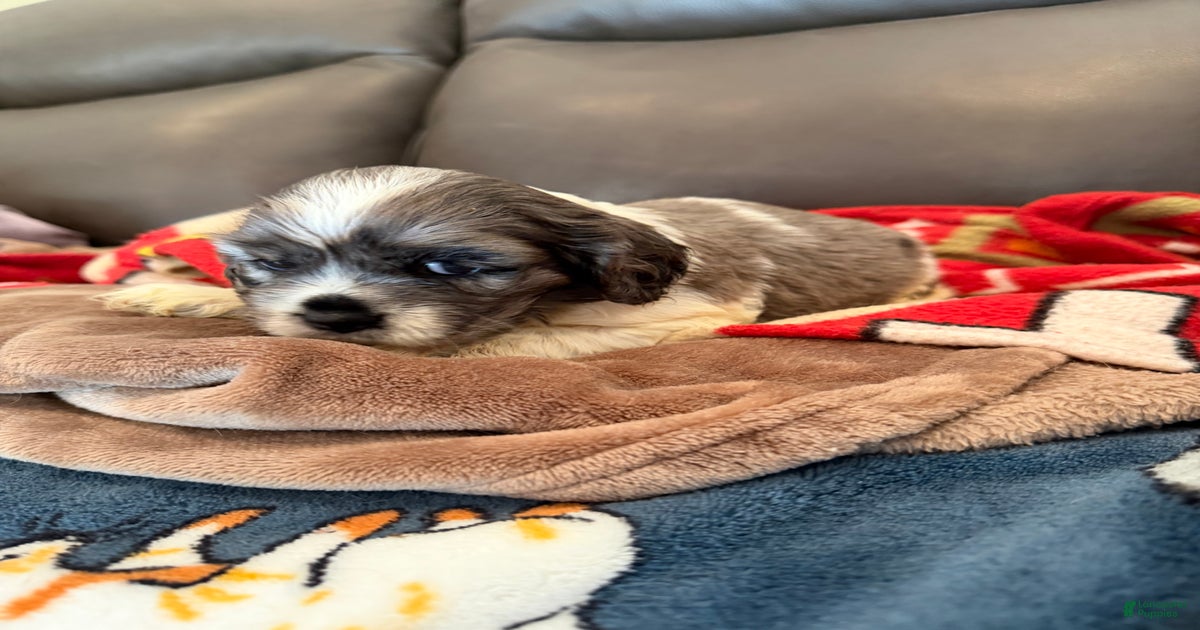 Cocker Spaniel-Jazzy for sale in Winchester | Lancaster Puppies