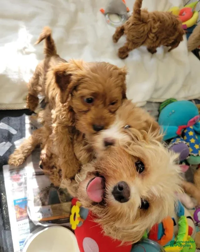 Reena Cavapoo for sale in Valparaiso | Lancaster Puppies