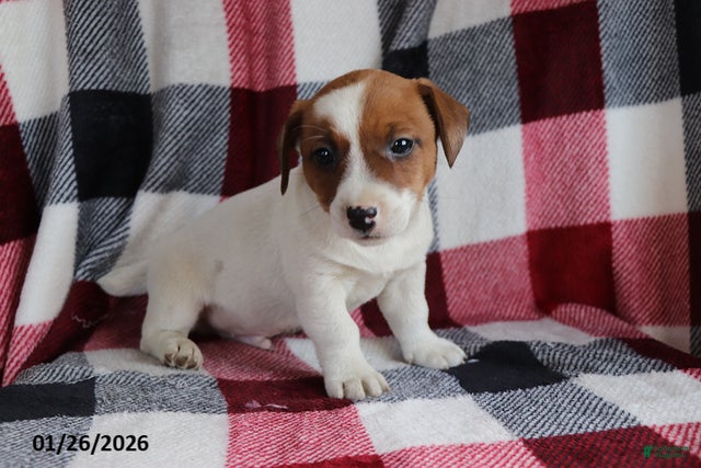 Jimbo for sale in Ashland | Lancaster Puppies