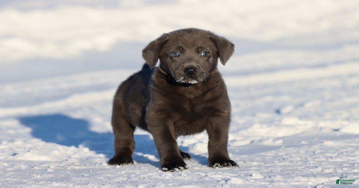 Lightning for sale in Newaygo | Lancaster Puppies