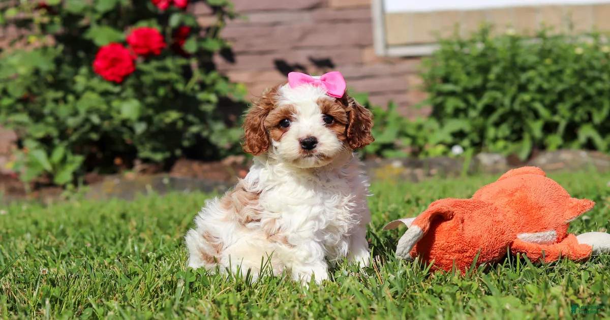 Female Cockapoo Puppies for sale | Lancaster Puppies