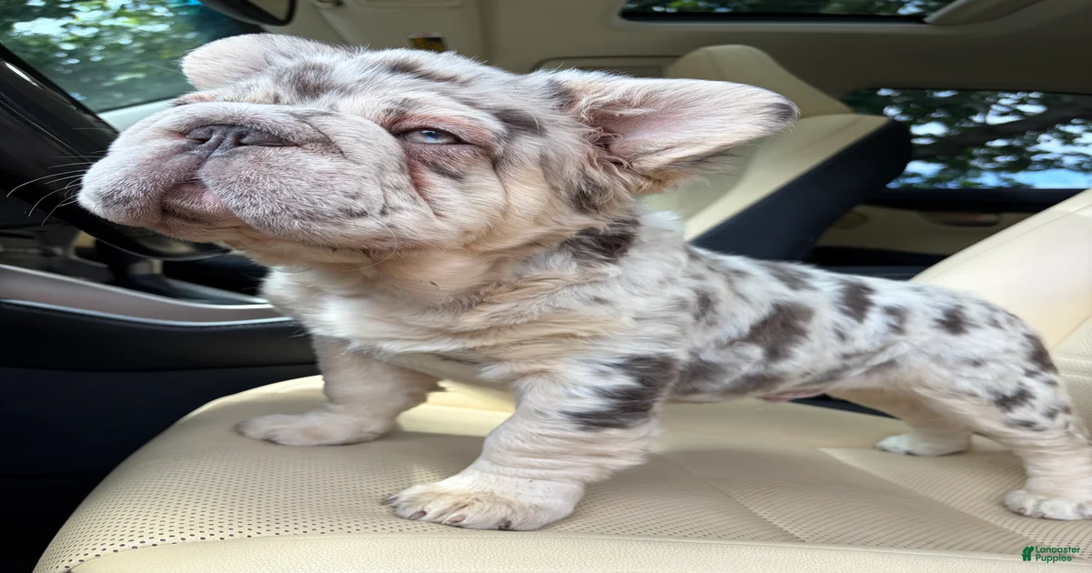 French Bulldog 1 French Bulldog for sale in Cleveland | Lancaster Puppies