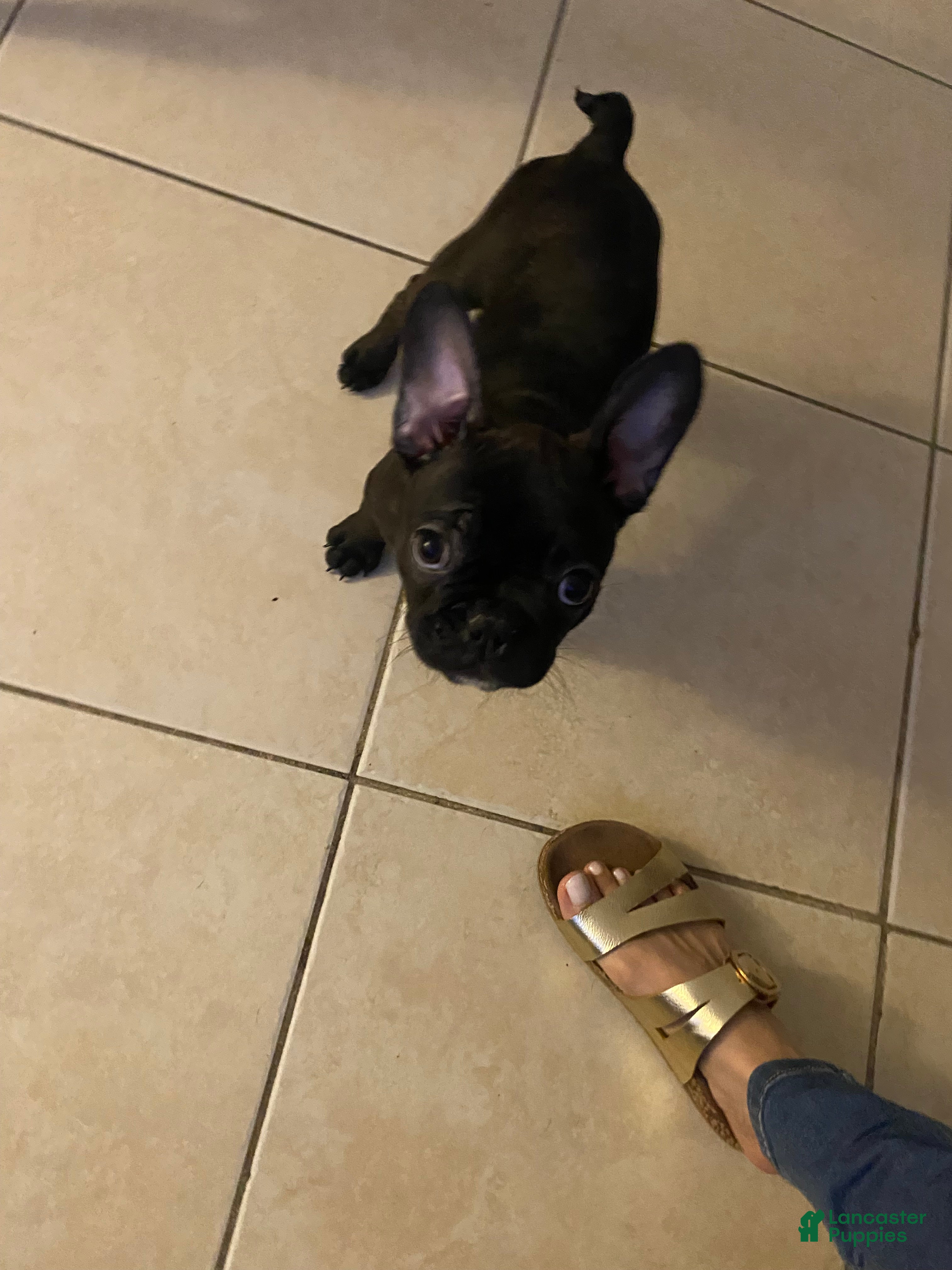 Nala Frenchton for sale in Harrisburg | Lancaster Puppies