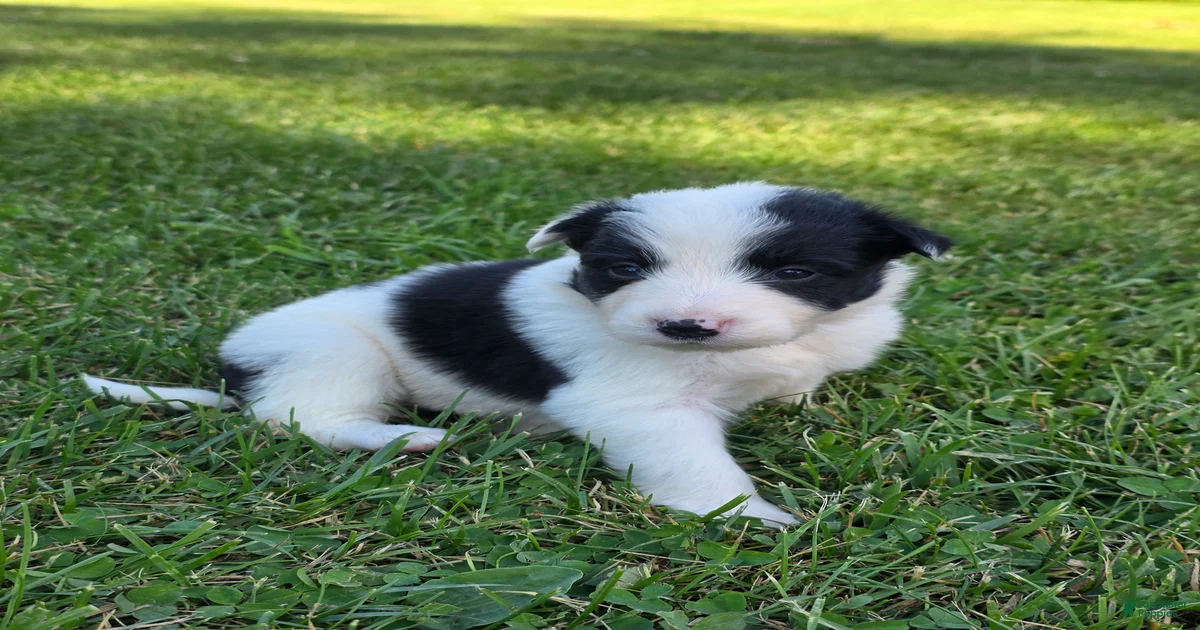 Border Collie Puppies for sale in New York | Lancaster Puppies