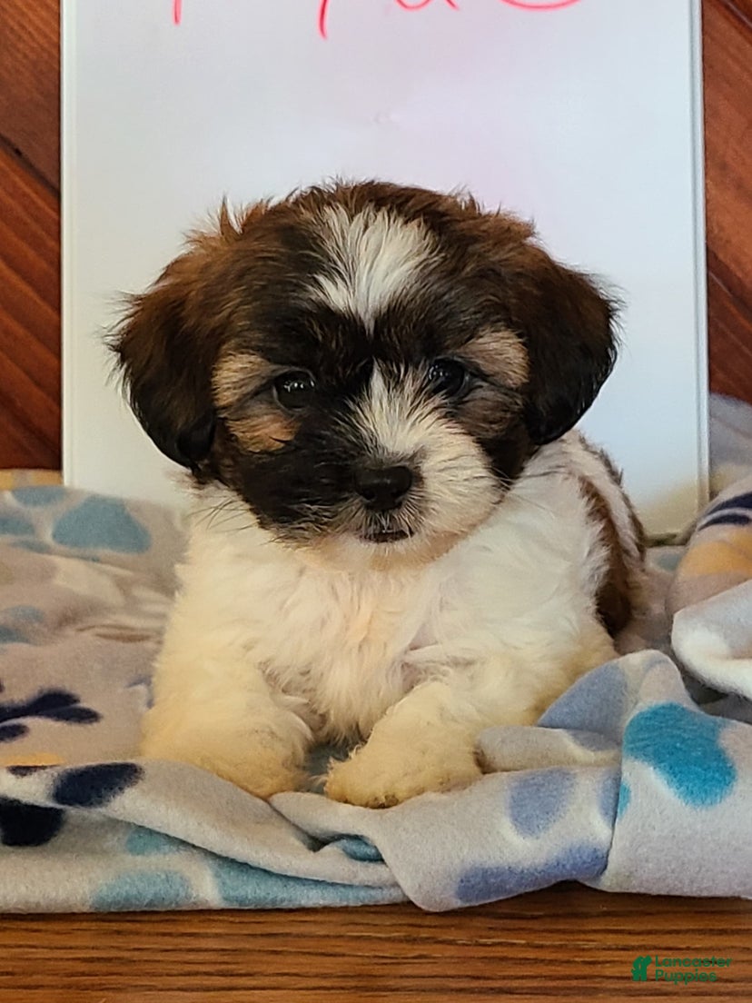 Diana Troyer | Lancaster Puppies