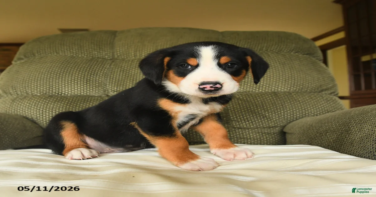 Greater Swiss Mountain Dog Puppies for sale in Pennsylvania | Lancaster ...