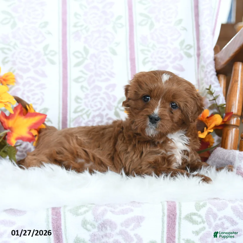Archie for sale in East Earl | Lancaster Puppies