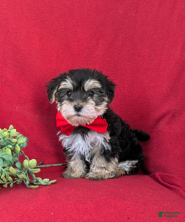 Chas 6 lbs Full Grown for sale in Oxford | Lancaster Puppies