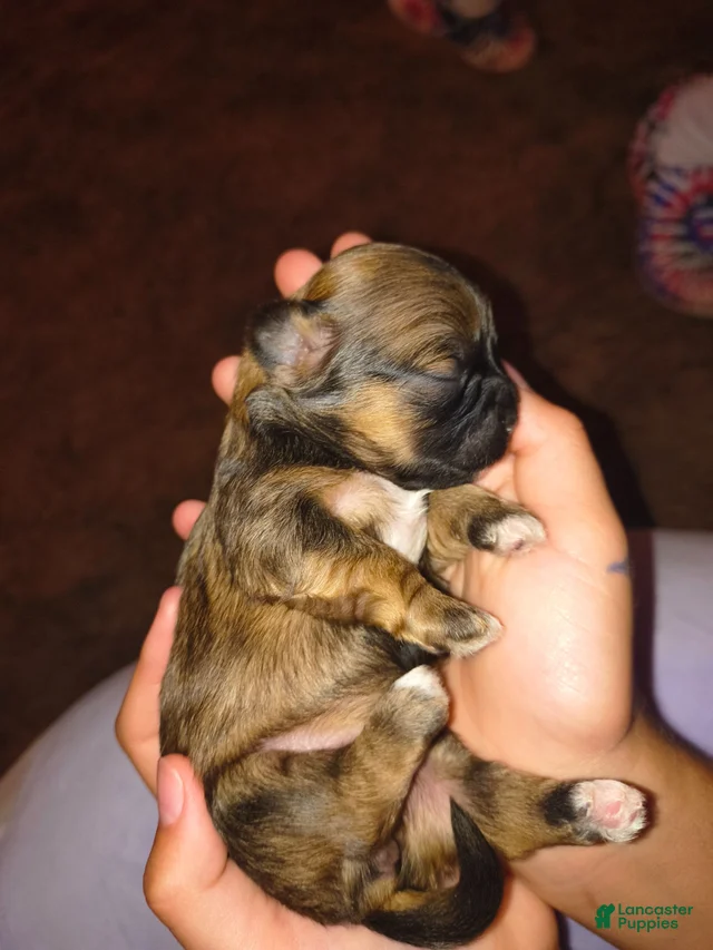 Darla Shorkie for sale in Fisher | Lancaster Puppies