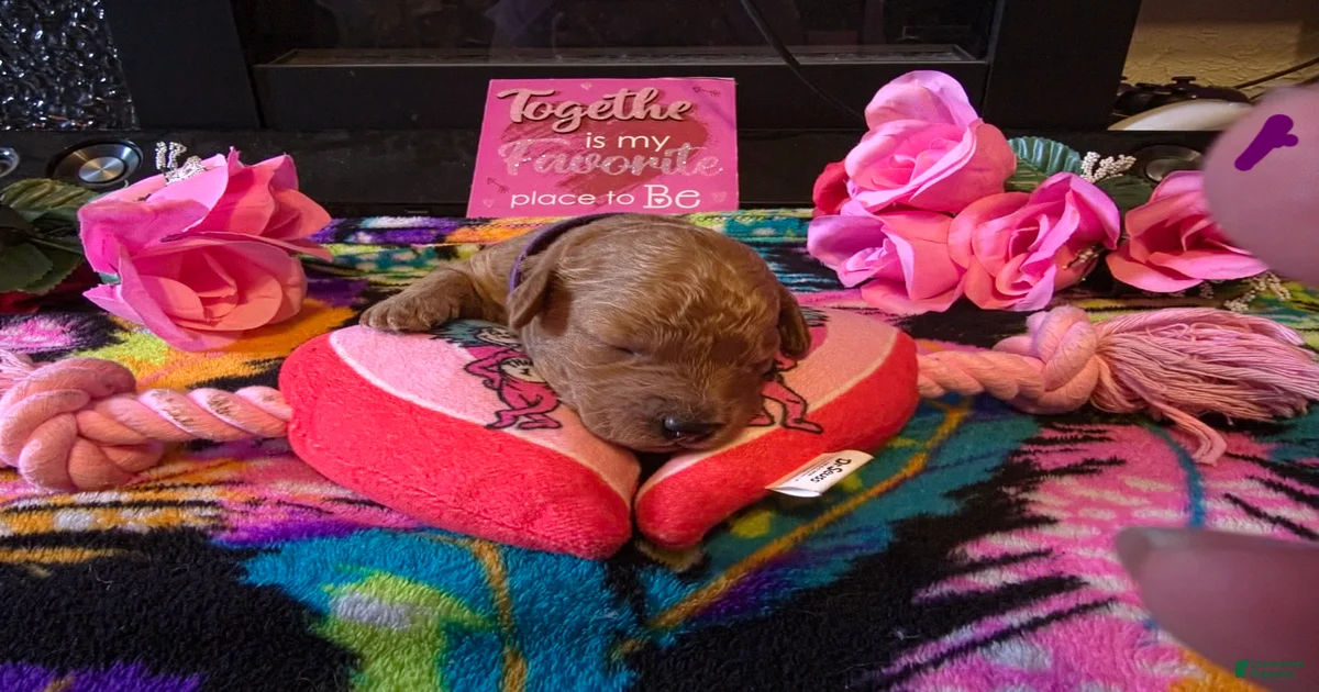 luna Mini Goldendoodle for sale in Pittsburgh | Lancaster Puppies