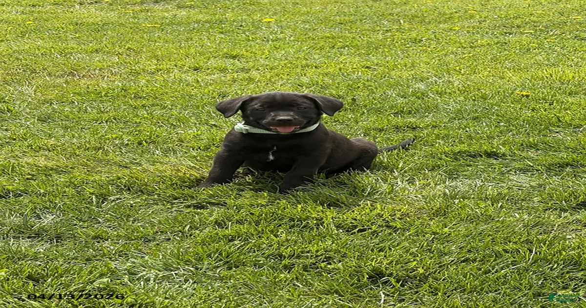 Carmel Mixed Breed for sale in Hartly | Lancaster Puppies