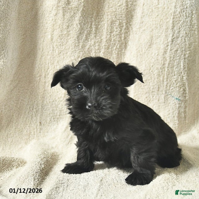 Waffles for sale in Christiana | Lancaster Puppies