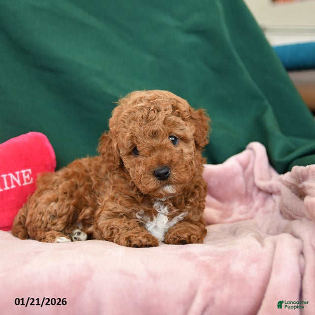 Kermit for sale in Rising Sun | Lancaster Puppies