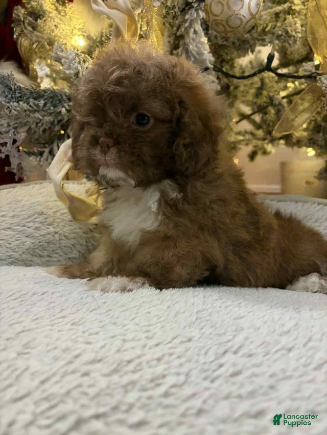 Robin for sale in Queens | Lancaster Puppies