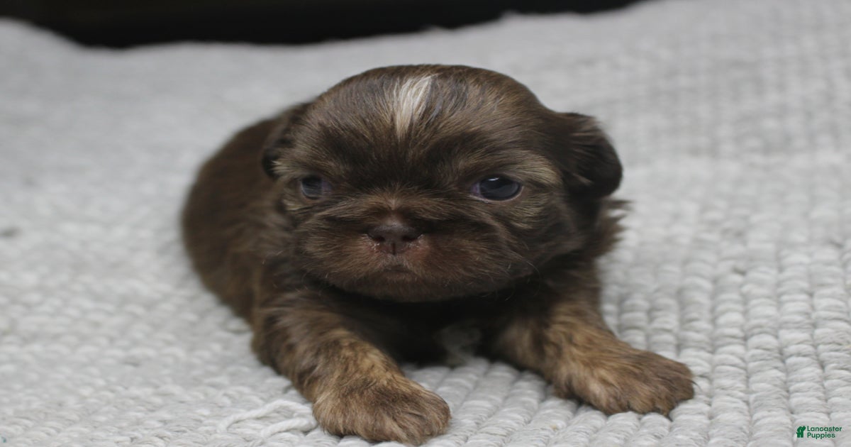 Hershey for sale in Falcon | Lancaster Puppies
