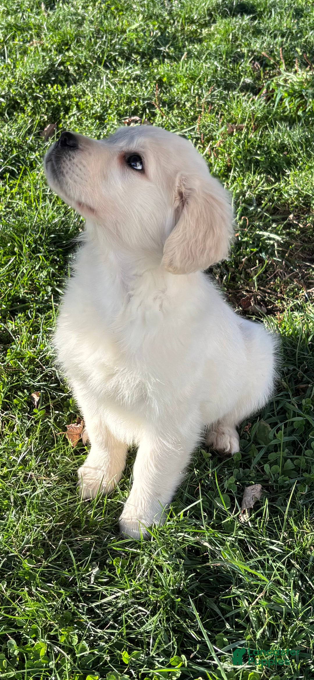Dasha for sale in Pleasant Mount | Lancaster Puppies