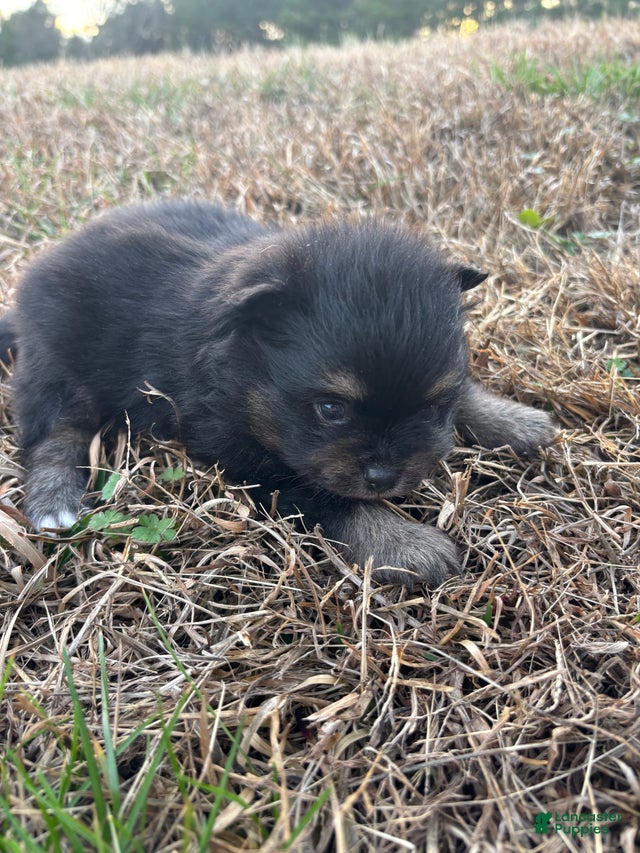 Pomeranian Puppy 1 for sale in Trion | Lancaster Puppies