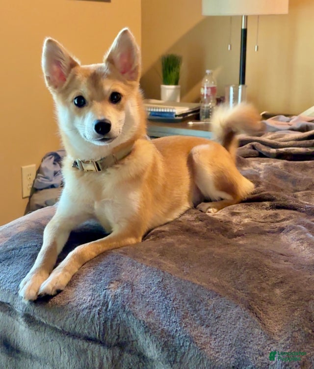 Joey for sale in Tyler | Lancaster Puppies