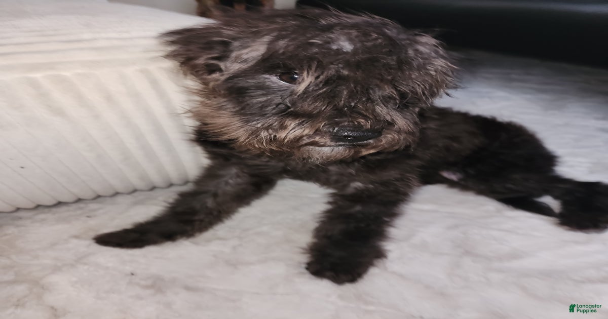 Mixed Breed Puppy 3 for sale in Hamilton Township | Lancaster Puppies