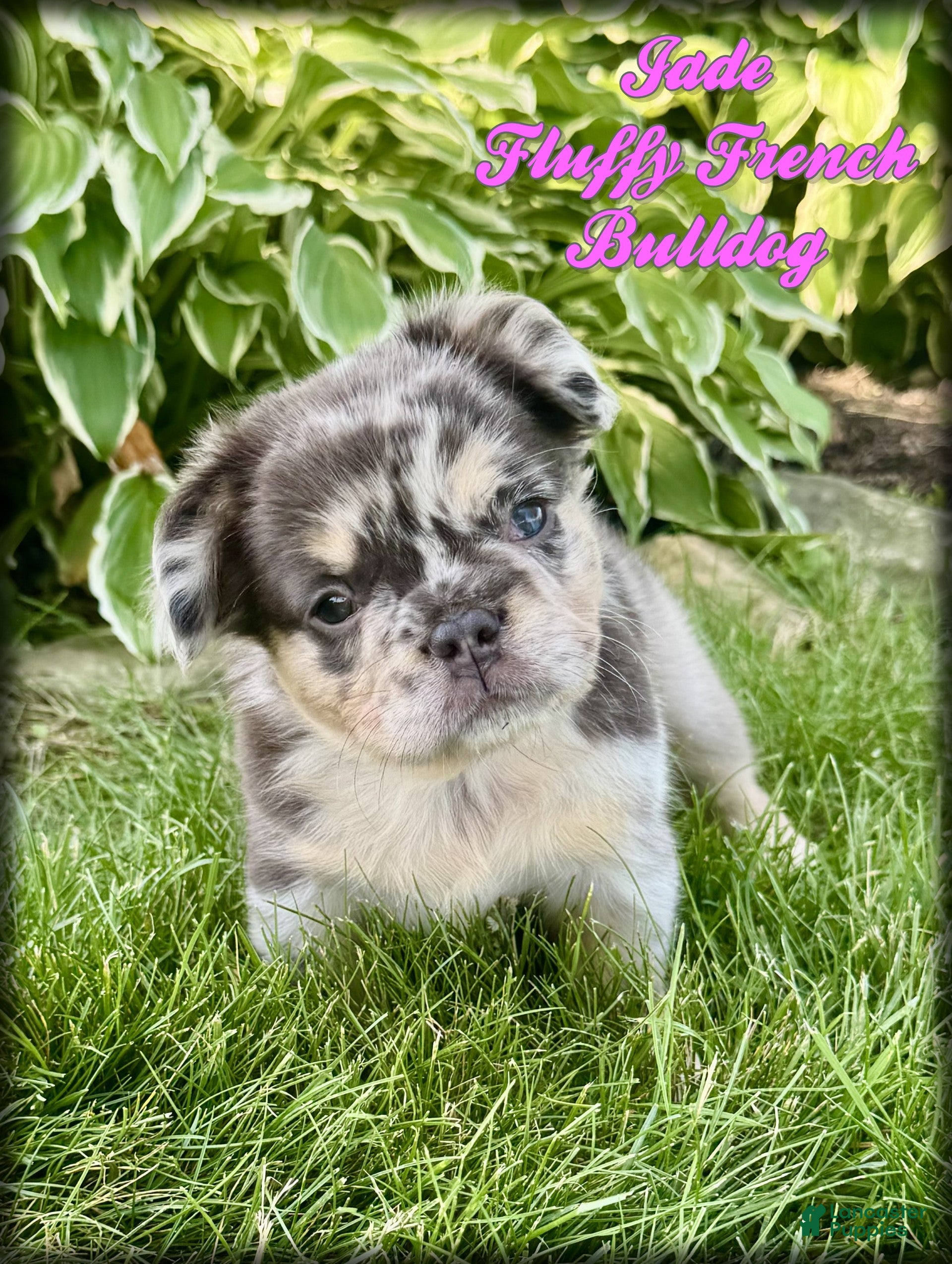 Jade French Bulldog for sale in North Canton | Lancaster Puppies