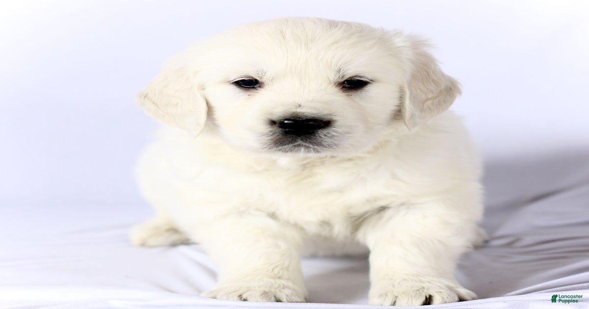 Skipper for sale in Gordonville | Lancaster Puppies